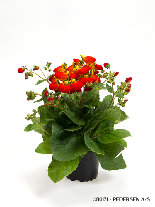 Calceolaria-Calynopsis-Orange – Gartneriet Pedersen A/S