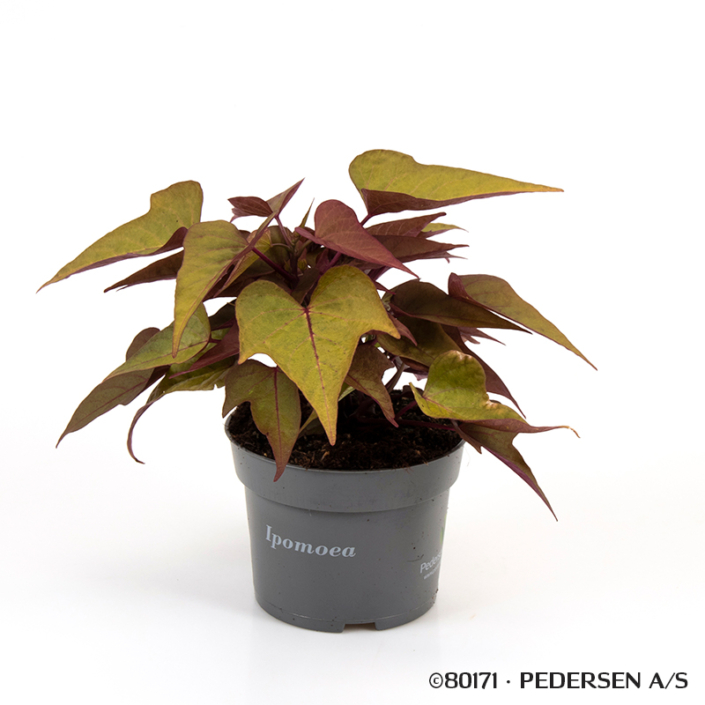 Ipomoea-Ideas-Rusty-Red-81221 – Gartneriet Pedersen A/S